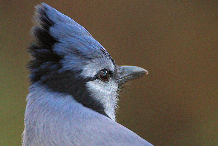 El Herrerillo: Arrendajo azul, Blue Jay (Cyanocitta cristata)