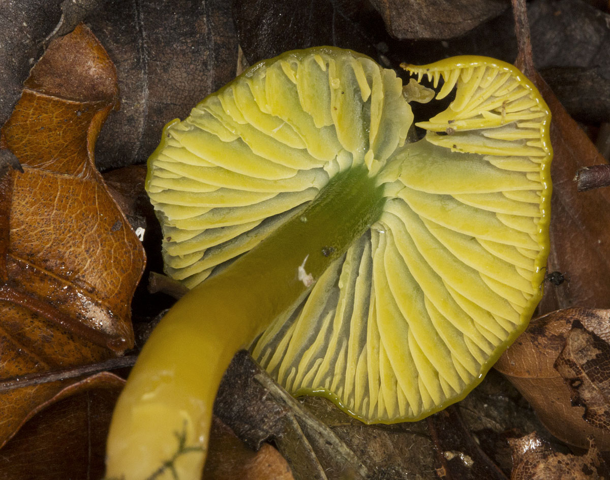 Parrot Waxcap | Naturally