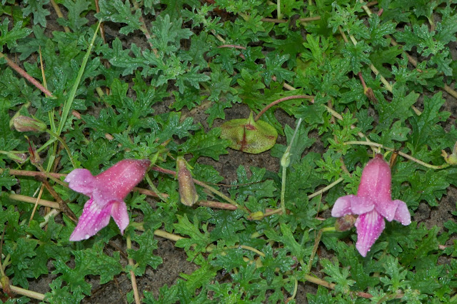 Zimpeto forest bioblitz: Dicerocaryum eriocarpum (devils thorn)