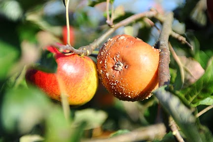 The Fruit Growing Expert: Apples pests and diseases identifyer