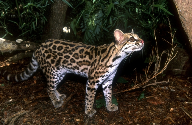 Planeta Vivo: Flora y Fauna Representativa de cada Bioma de Venezuela