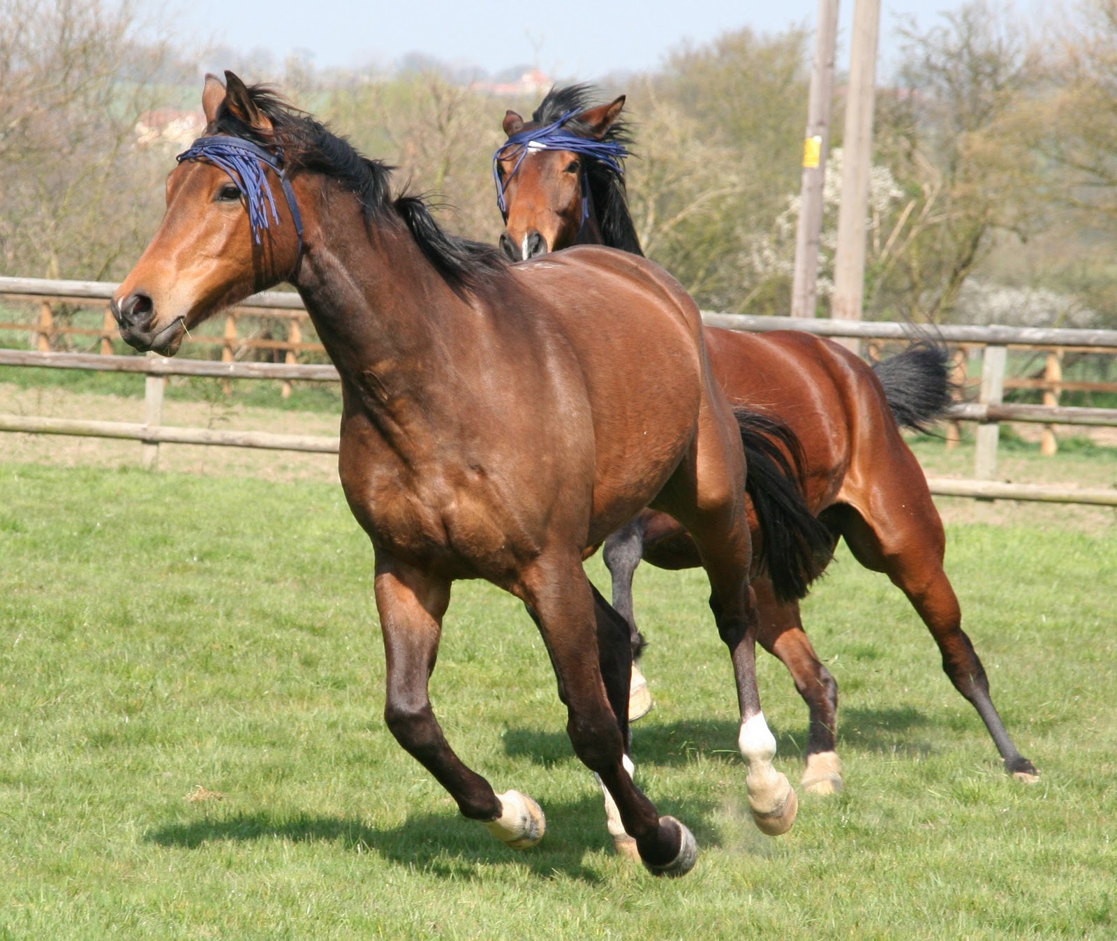 TRAKEHNERS CAN JUMP: October 2011