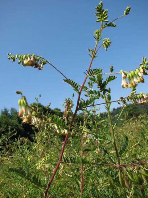 Methow Valley Herbs: Astragalus: A Supreme Protector