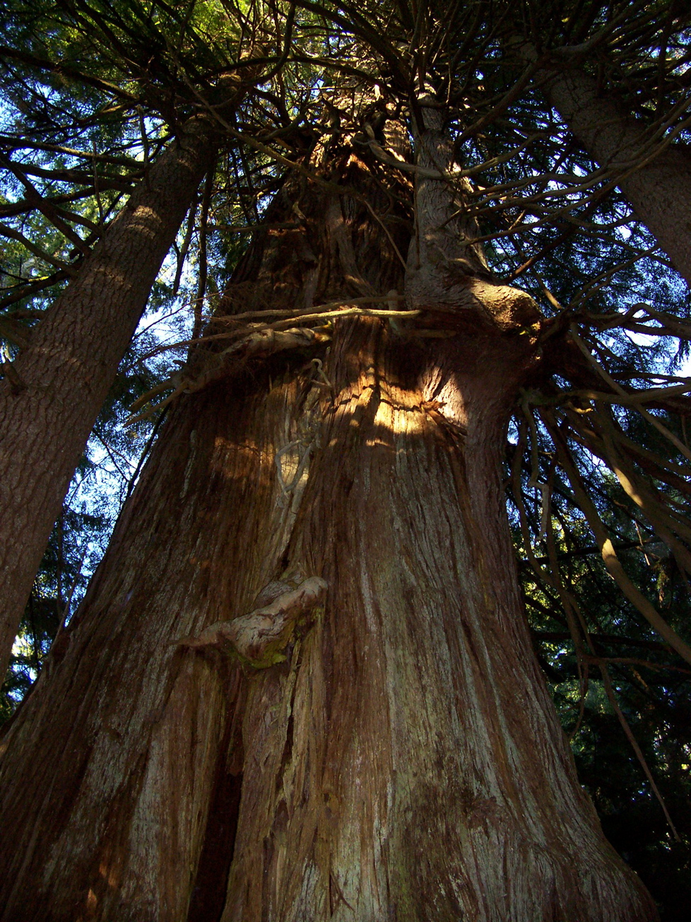 LARGEST WESTERN HEMLOCK TREE - Wroc?awski Informator Internetowy - Wroc ...