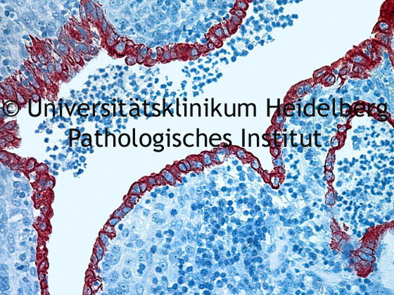 Microscope World Blog: Glands under the Microscope