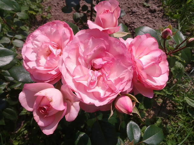 Ranczo Elma: Róża (Rosa) Mini Eden Rose