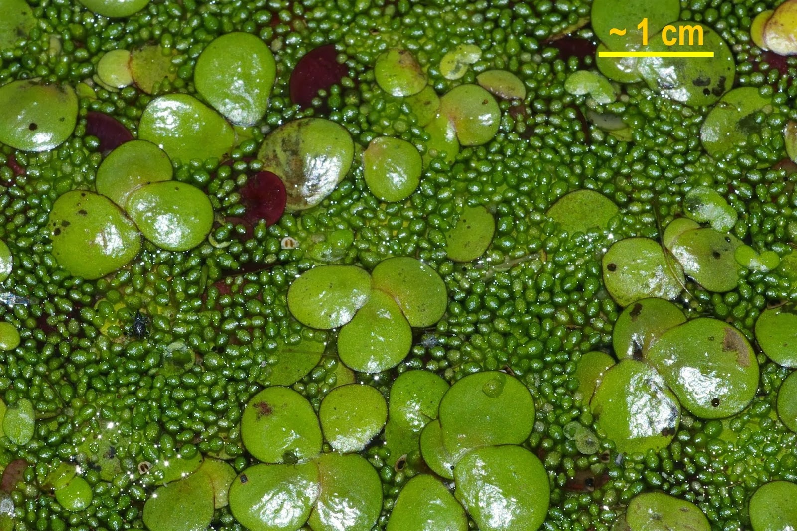 Bunga Apa Sih Yang Paling Kecil Di Dunia ? - Trifecta News Indonesia