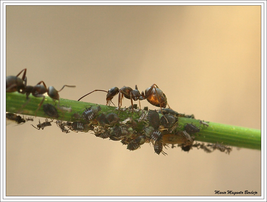 PERDIDO EN EL AMAZONAS: Formica sp