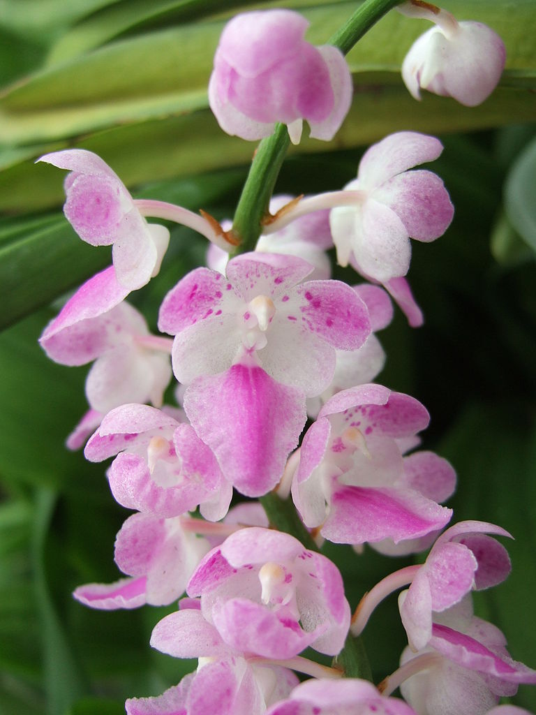 Grow and care Aerides rosea orchid - The Rose Colored Aerides ...