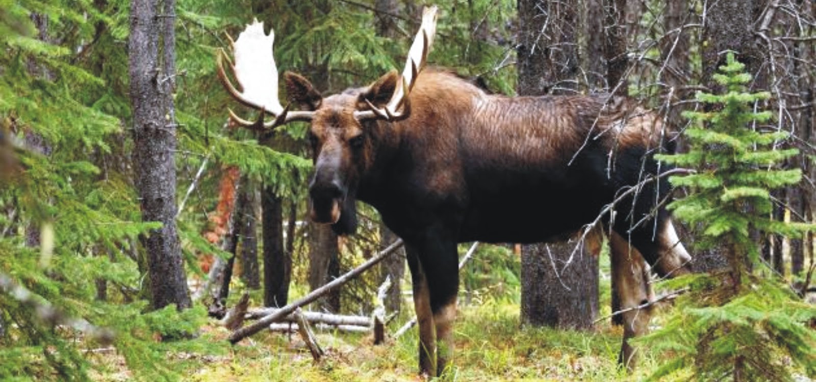Las historias de Doncel: La taiga: presentación PREZI sobre el bosque ...