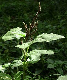 A Vida Nos Bosques: Caruru - Amaranthus sp.
