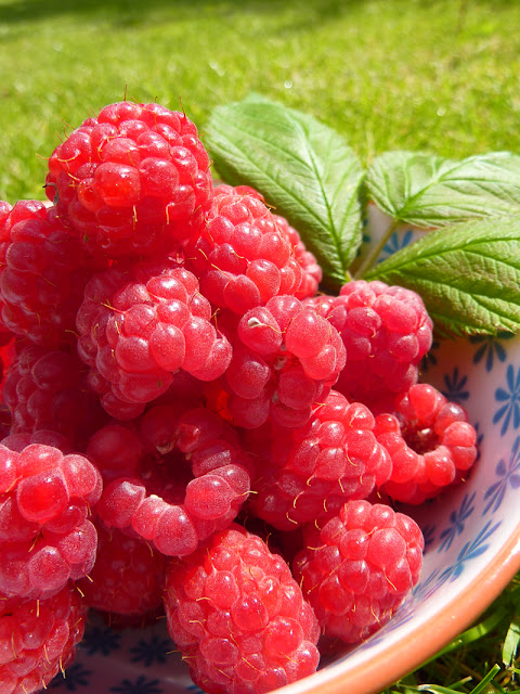 Hello Sugar Cane: Red Juicy Raspberries : Todays Bounty