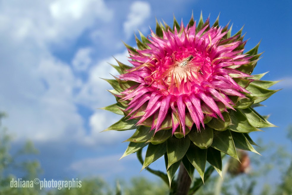 Photographis: OPIUM & SILYMARIN