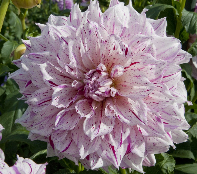 Gambar Bunga Dahlia Yang Indah | Kumpulan Gambar Gambar Bunga Dahlia Yang Indah | Kumpulan Gambar