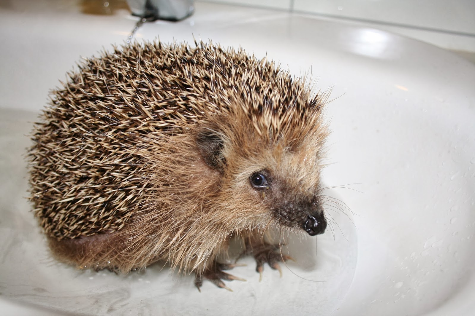 En helt uvanlig hverdag: Piggen