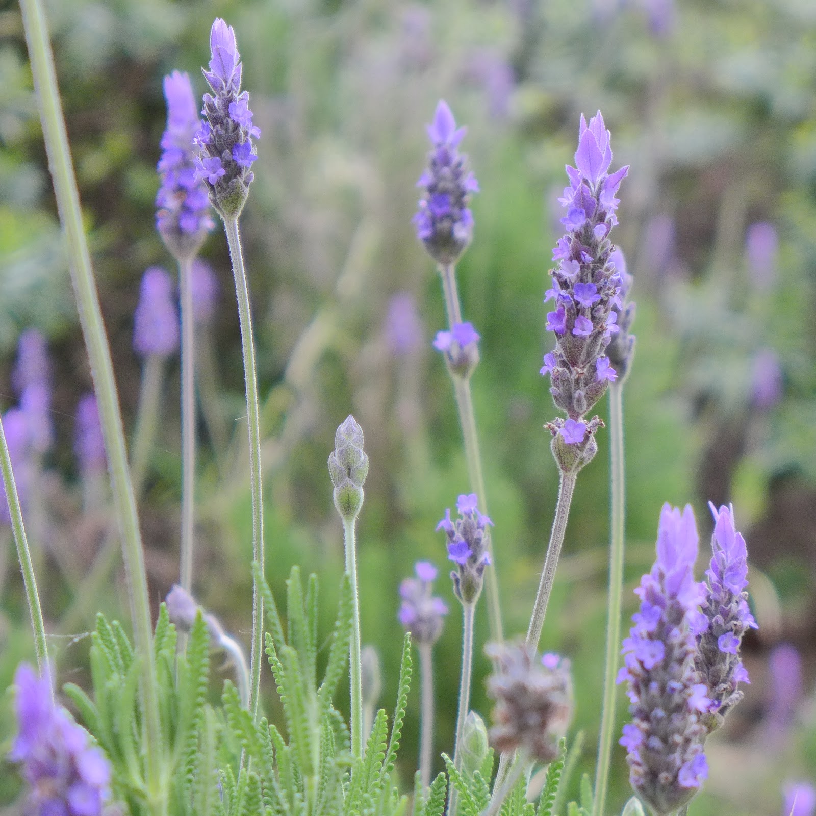Textura de flores de lavanda | Todas las texturas