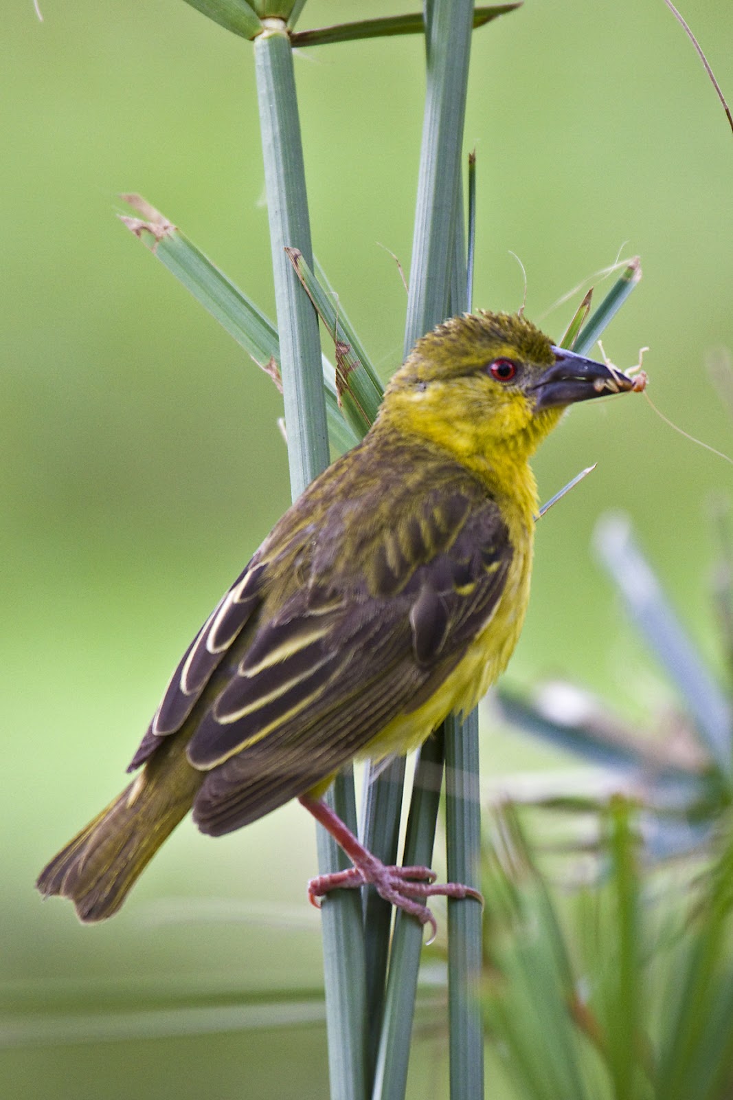Botswana and Zambia: Southern Masked Weaver