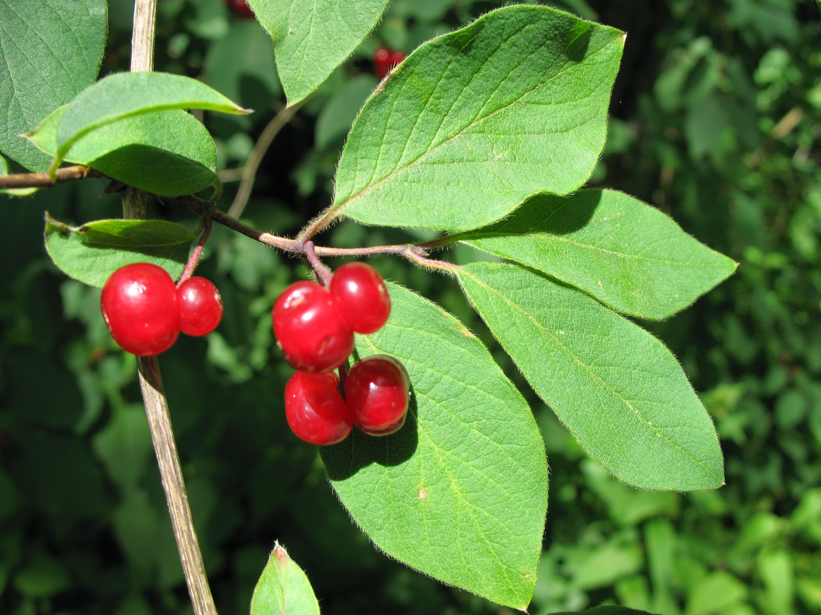 Bayas rojas wallpapers