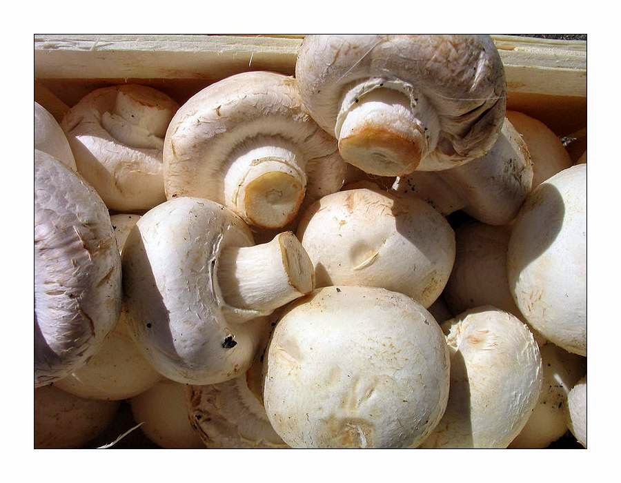 5 Jenis Jamur Sebagai Lauk Sekaligus Obat - Obat Sakit 2011