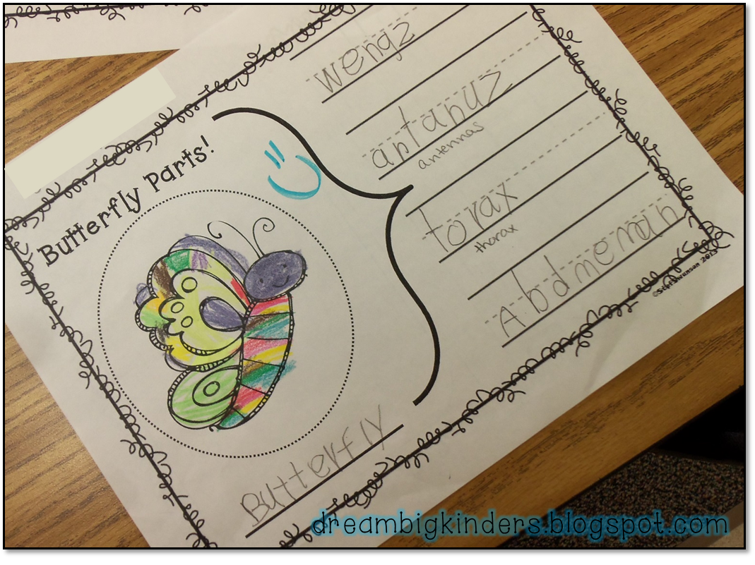 Dream Big Kinders: Butterfly Life Cycle - Nonfiction Reading Comprehension