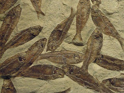 Upon A Hill: Gem & Fossil Museum