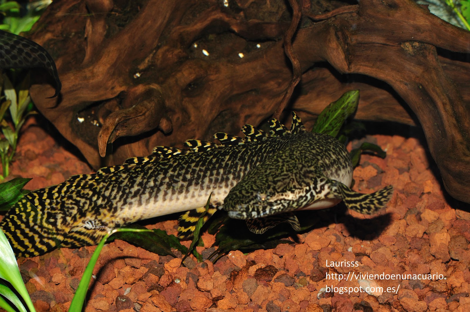 Viviendo en un acuario: ¿ A cuál de tus peces tienen más aprecio