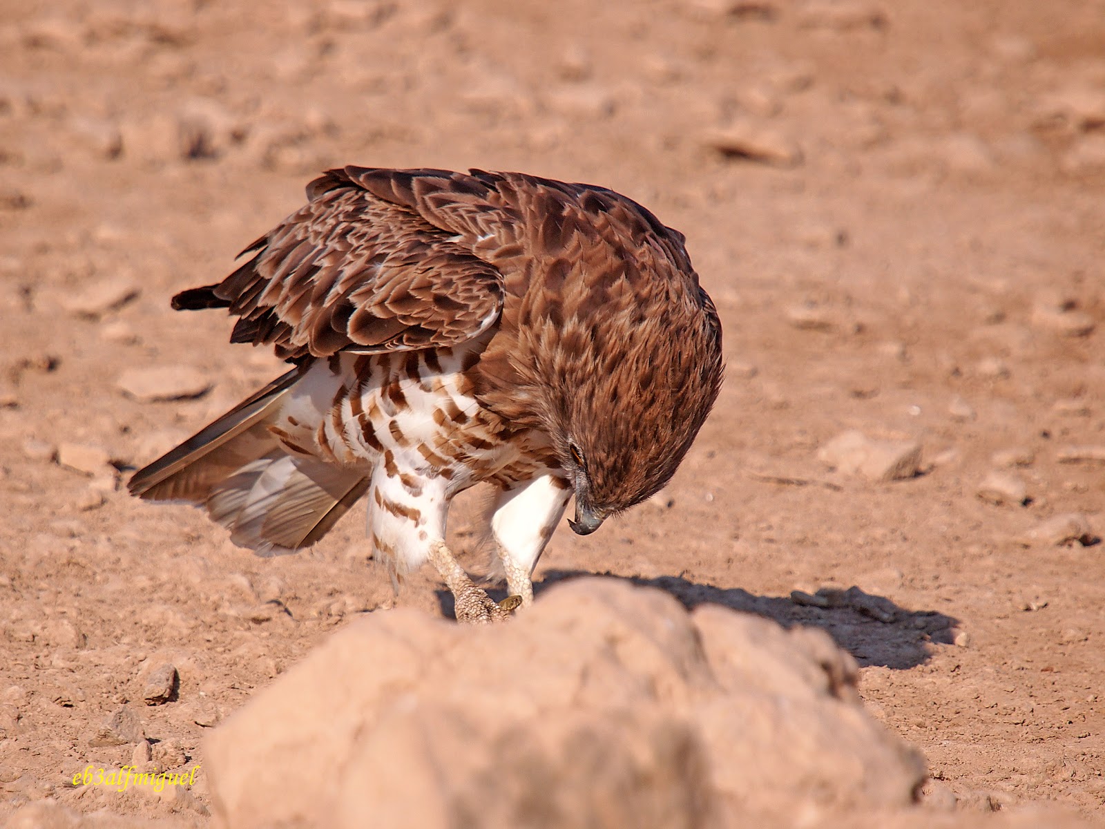 MIS AMIGAS LAS AVES: Aguila culebrera europea (Circaetus gallicus)