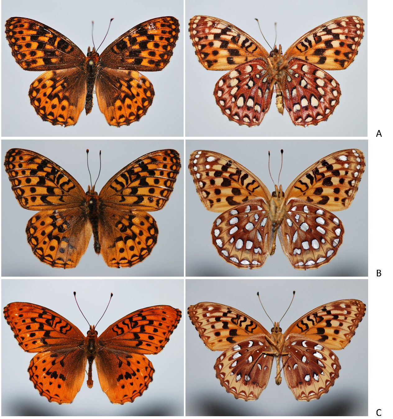 Northwest Butterflies: Fritillary Frenzy