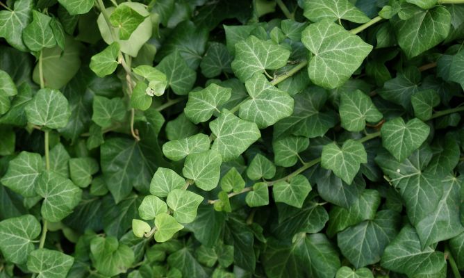 Brujería del Cerco: La Magia de la Hiedra