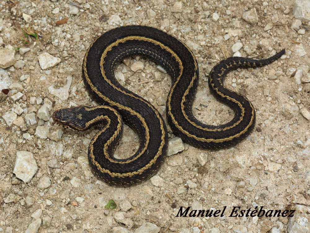 Miradas Cantábricas: Víbora de Seoane o cantábrica (Vipera seoanei ...