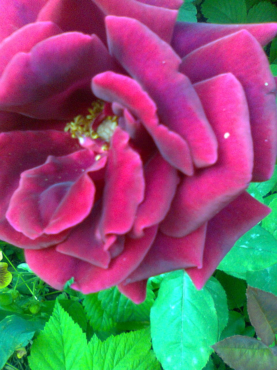 Adriana Hobby: Trandafirii în luna mai 2015