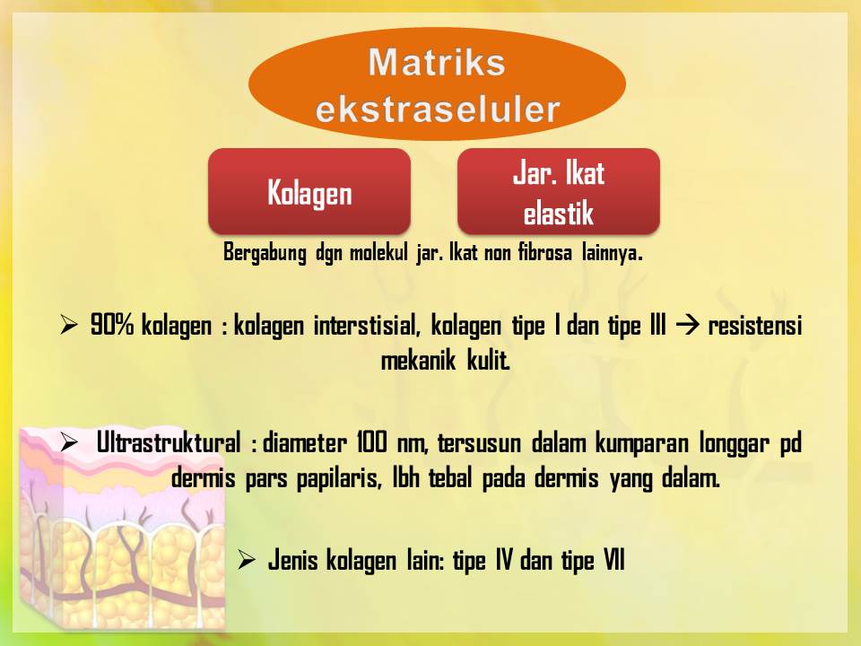 Reza Aditya Digambiro: Histologi Kulit Normal dan Perubahan yang ...