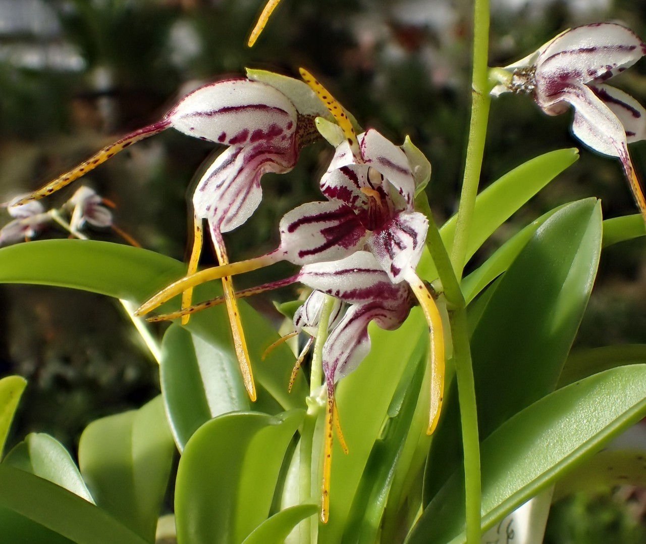 Masdevallia caloptera care and culture | Travaldo's blog