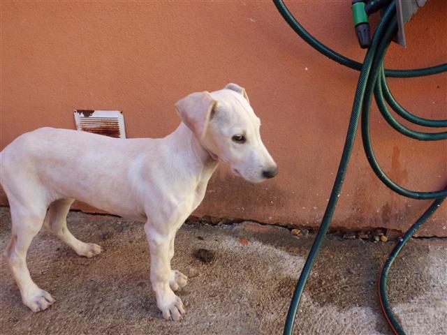 NOBLE GALGO: CHESTER, SÓLO QUEDA ÉL DE SUS 12 HERMANITOS‏.