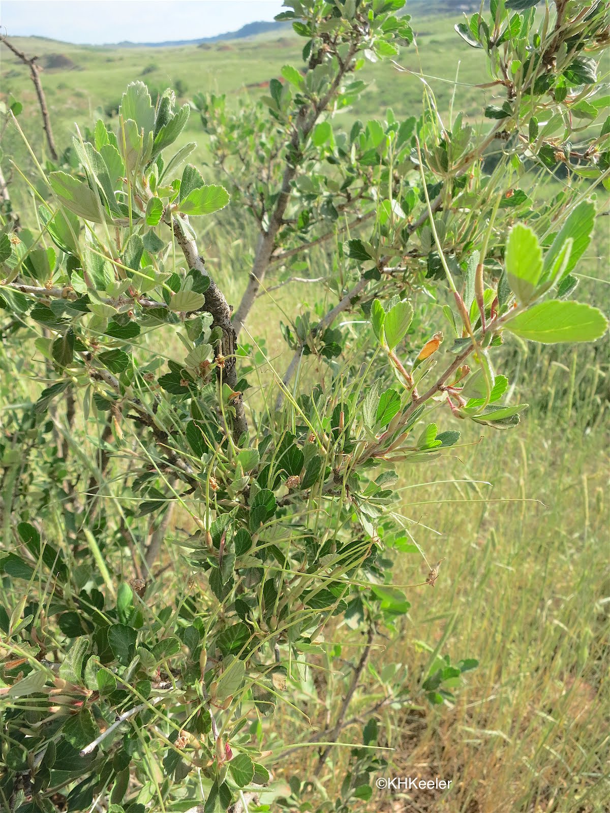 A Wandering Botanist: Plant Story--Mountain Mahogany, Tough Little Tree