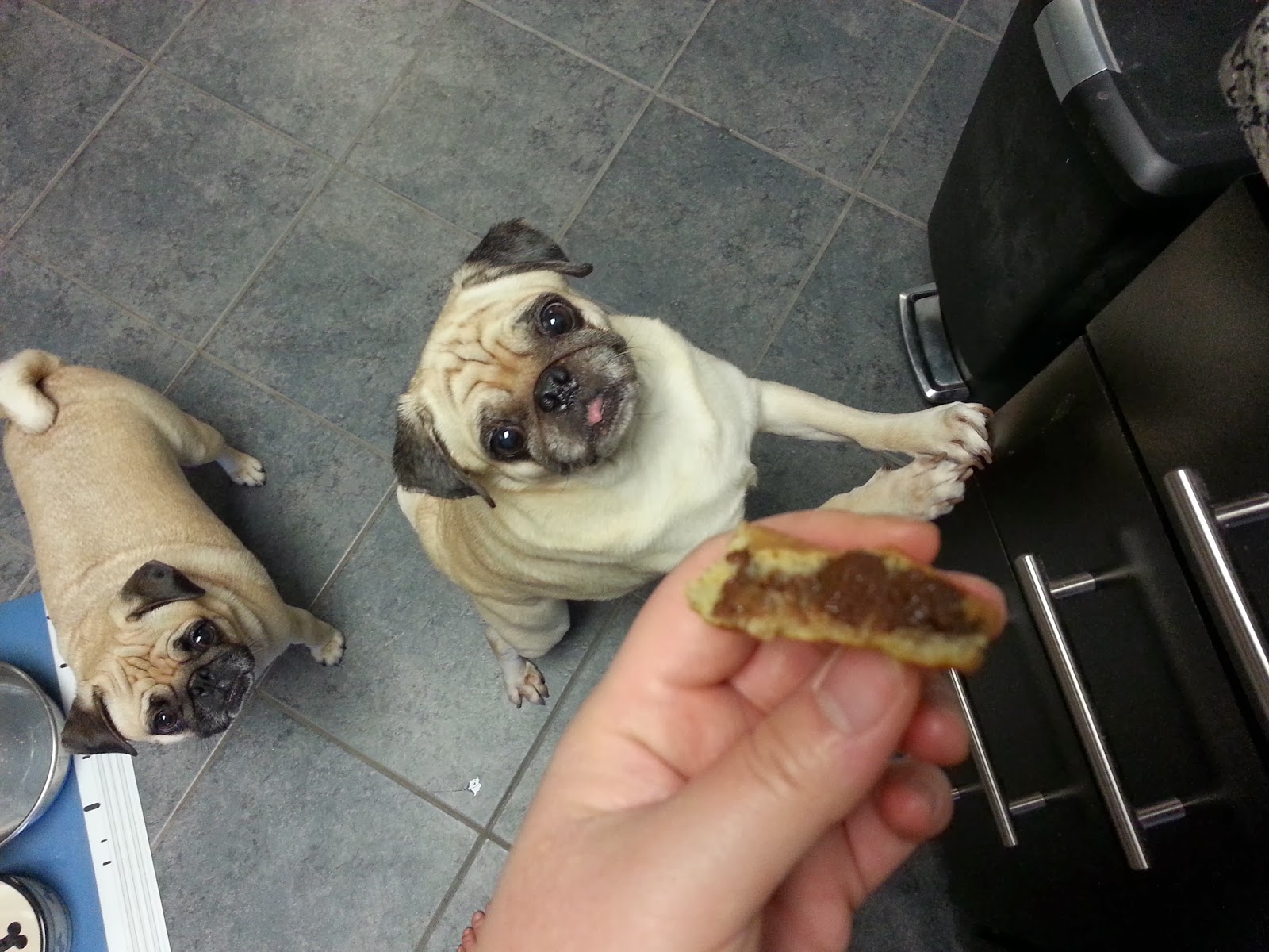 Grubbin' Pugs: Pancakes/Waffles with Dark Chocolate and Coconut Pudding ...
