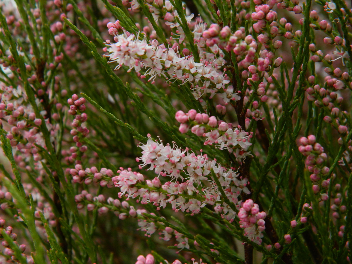 LA MULTI ANI, ROMANIA!: Crengi de tamarisc inflorite