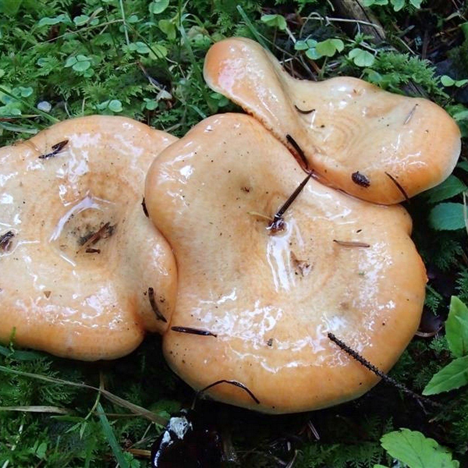 Rydze - mleczaj rydz, mleczaj jodłowy, mleczaj świerkowy | Smaczna Pyza