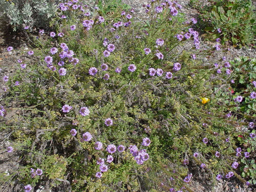 Mother Nature's Backyard - A Water-wise Garden: Plant of the Month ...