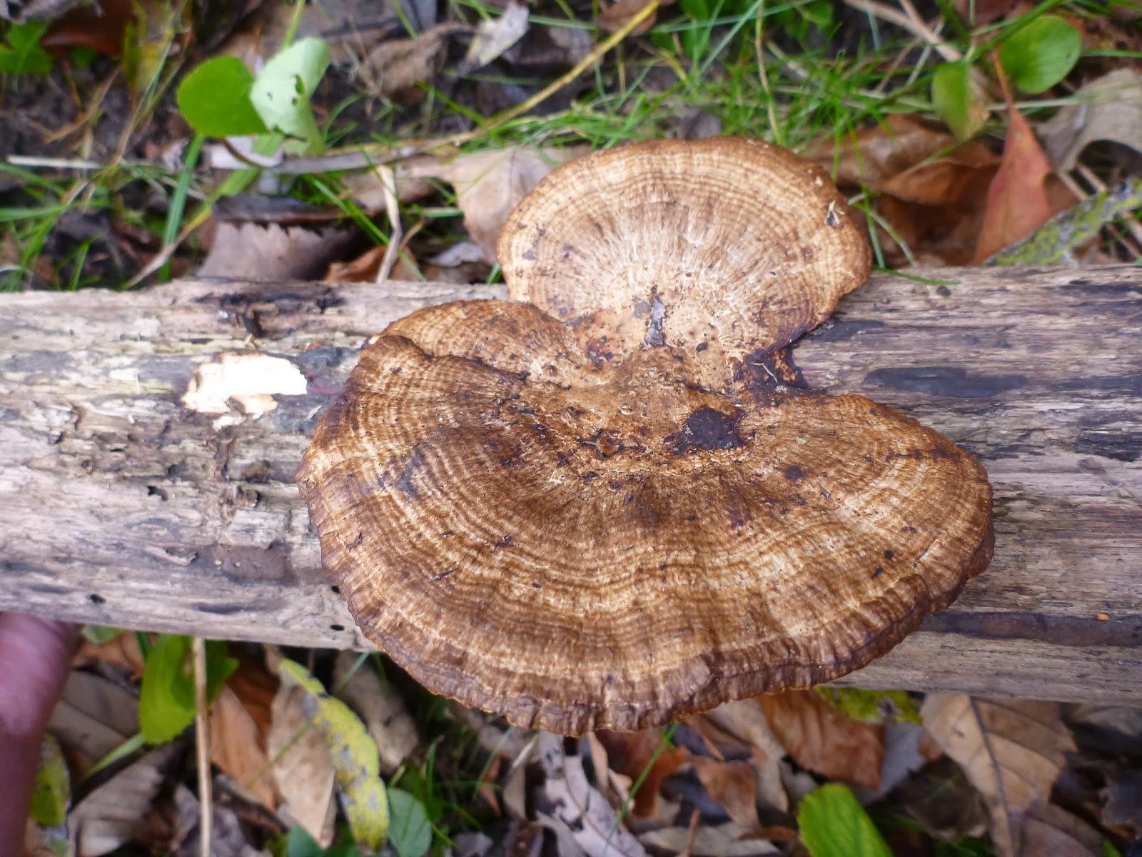 nature-in-ontario-s-banana-belt-polypores-and-bracket-fungi-of-newport