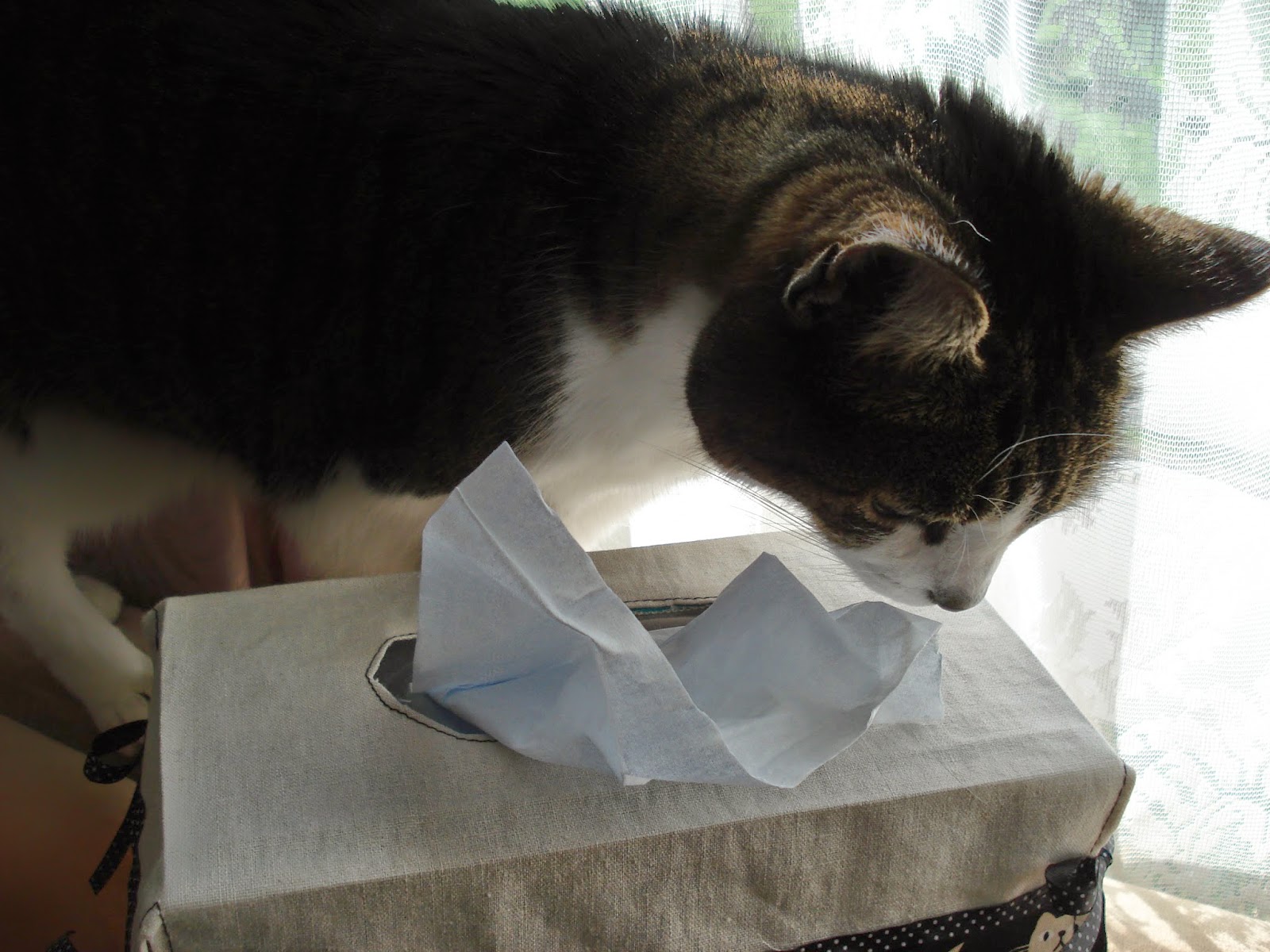 Everyweek Cat Craft Project: Week 131 - Kitty Box Tissue Cover