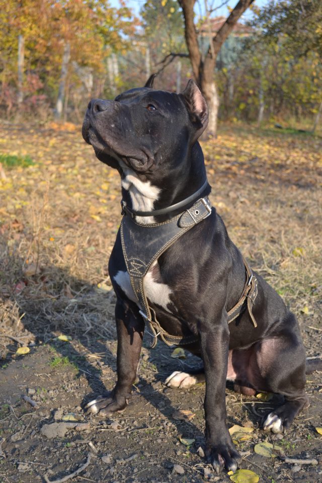 Pitbul Pitbul Kangal | KANGAL SEVDALILARI