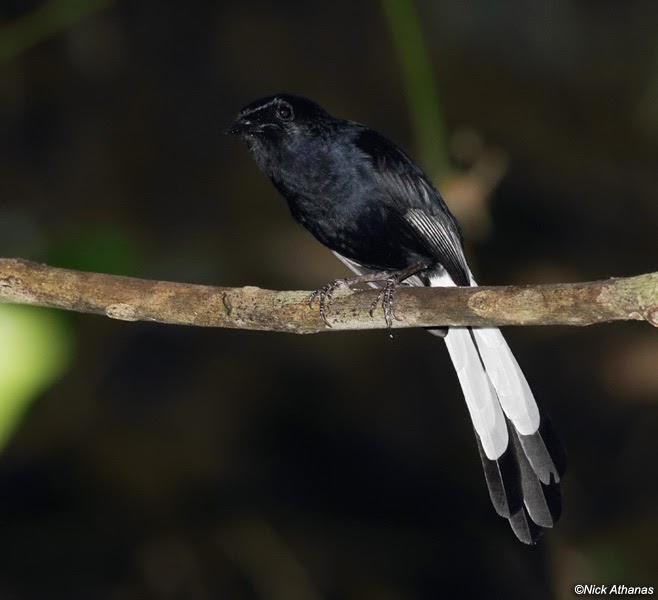 PETERNAKAN, BURUNG, MURAI BATU, KROTO DAN JANGKRIK: MURAI BATU SHAMA BIRD