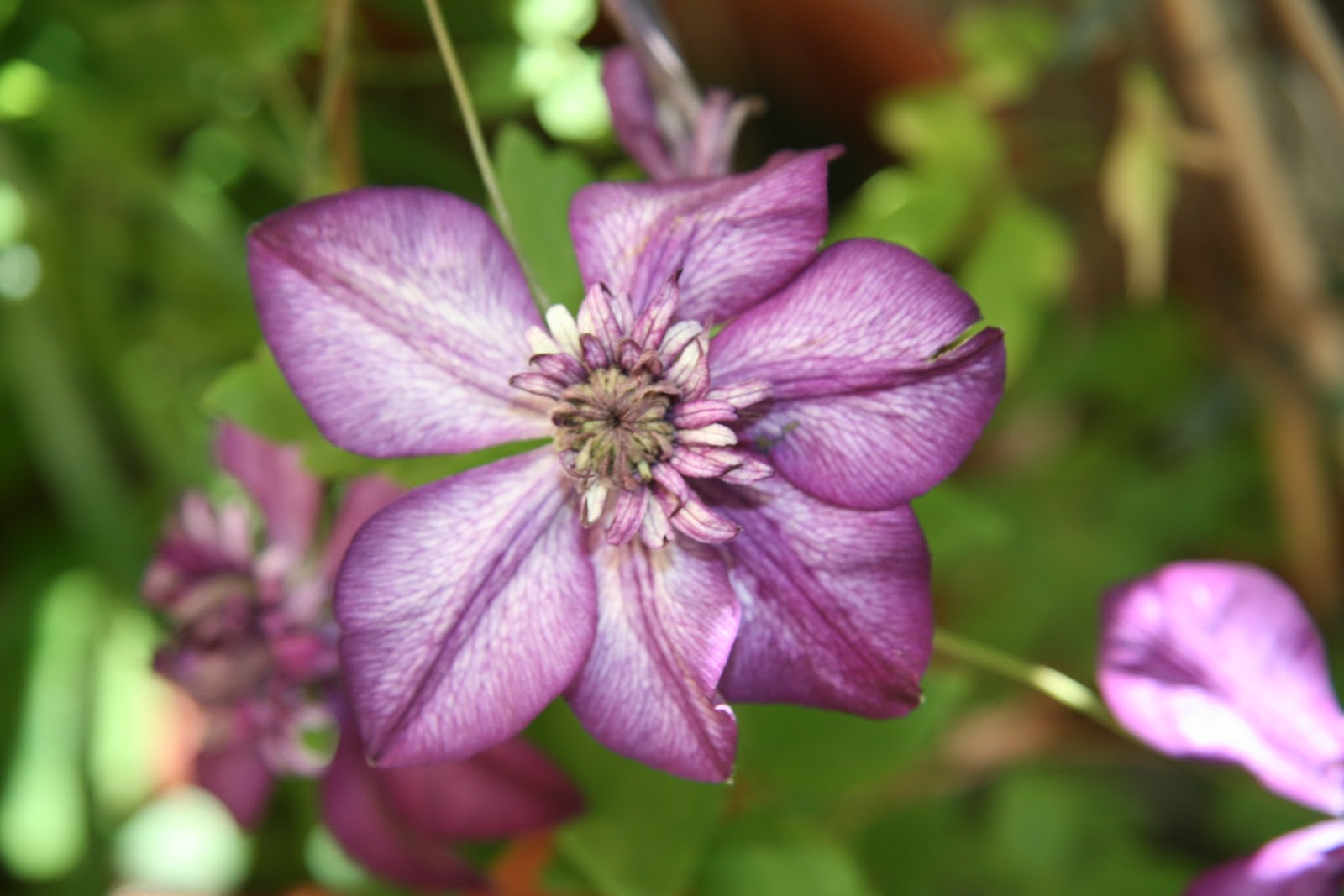 Eden: Clematis Cassis 'Evipo020'