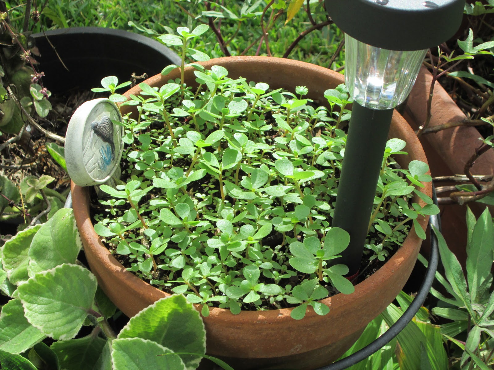 Garden Notes from Hawaii: PURSLANE ( Portulaca olearacea )