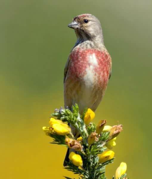 PARDILLO: PARDILLO = CAMACHO = JAMÁS