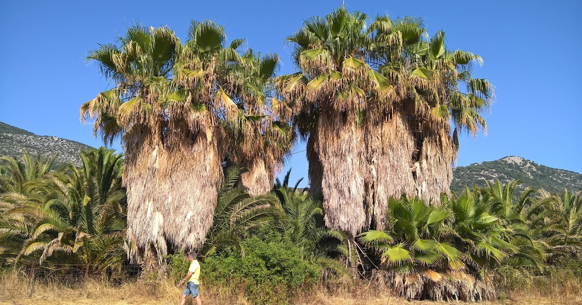 ΦΥΤΩΡΙΑ ΔΕΛΤΑ NURSERIES DELTA TREES LTD: HECTARES OF OPEN FIELD ...