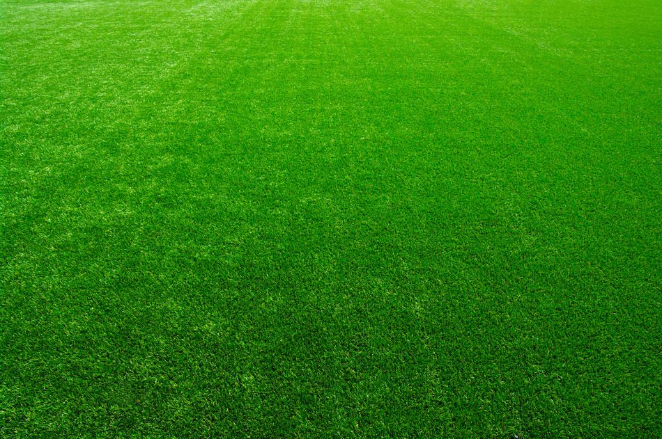 shiatoshi: Dwarf Fescue Lawn Grass: Plant description and planting ...