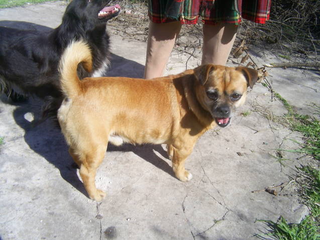 Adoptándonos: Mini perrito y mini perrita adorables en adopción