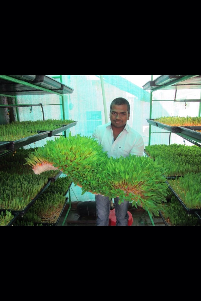 Low cost hydroponic fodder production for sustainable dairy farming